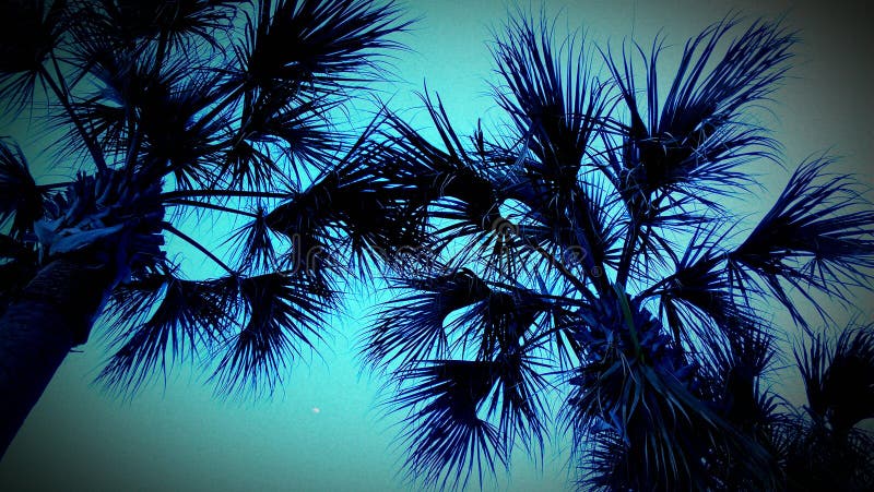 Blue Palm Tree with Neon Lights Isolated on Black. Stock Photo - Image ...
