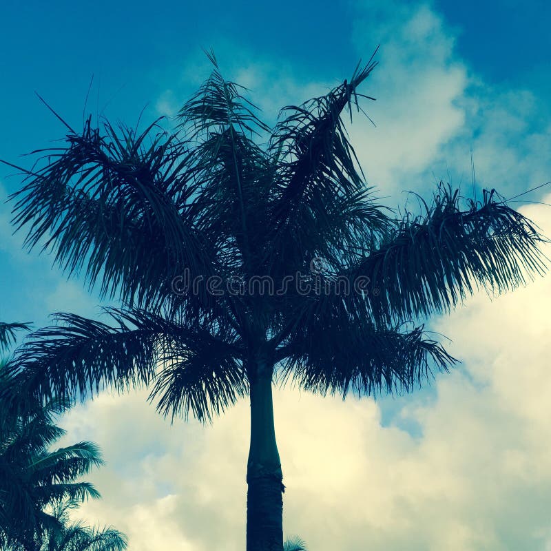 Maui blue beach stock photo. Image of travel, vacation - 23423158