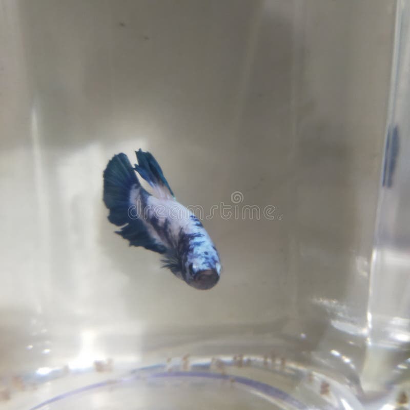 Blue panda Bettafish stock photo. Image of green, hand - 228982266