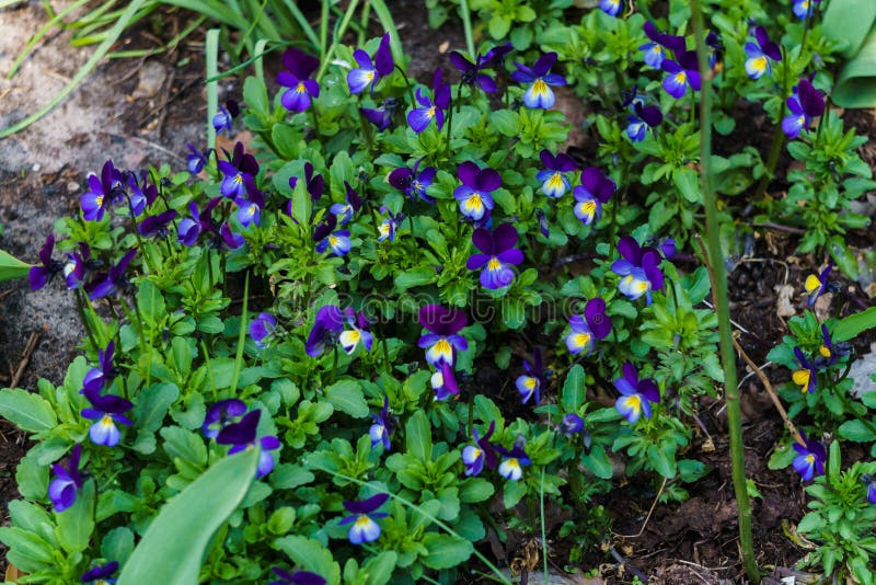 Blue-blue Pansies are Blooming in the Flower Bed Stock Photo - Image of ...