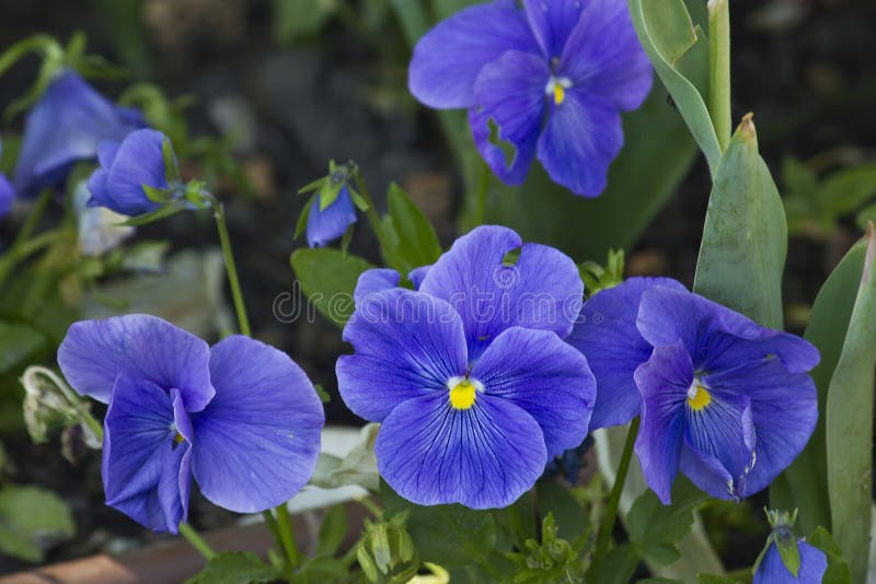 Blue pansies close-up stock photo. Image of blossom - 334841276