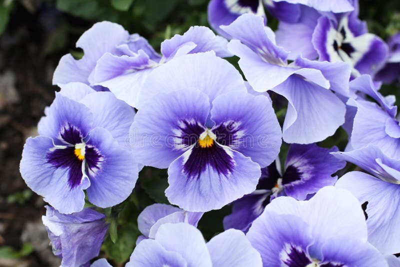 Blue pansies stock image. Image of garden, flower, blooming - 90583625