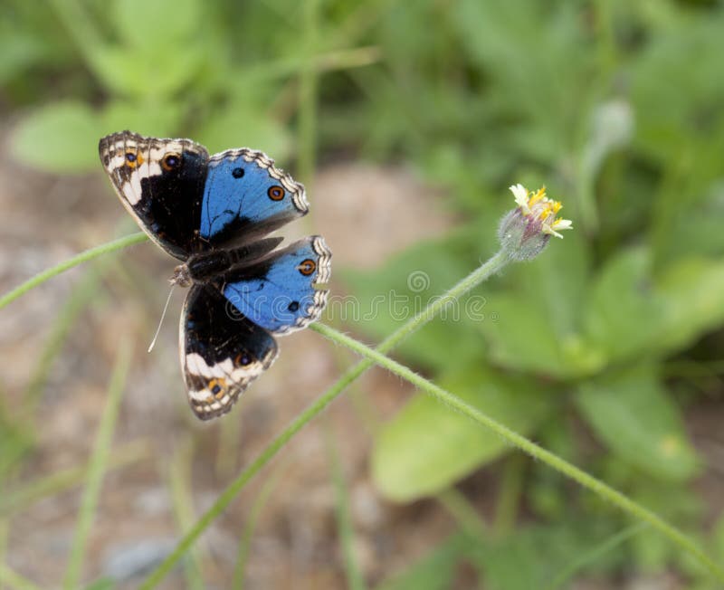 The Blue Pansy stock image. Image of colorful, nature - 25502905