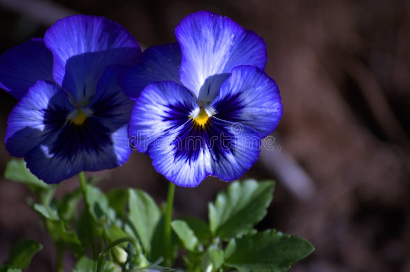 Blue Pansy stock image. Image of flower, flowers, green - 34227981