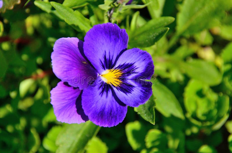 Blue pansy stock photo. Image of bloom, blue, purple - 103797056