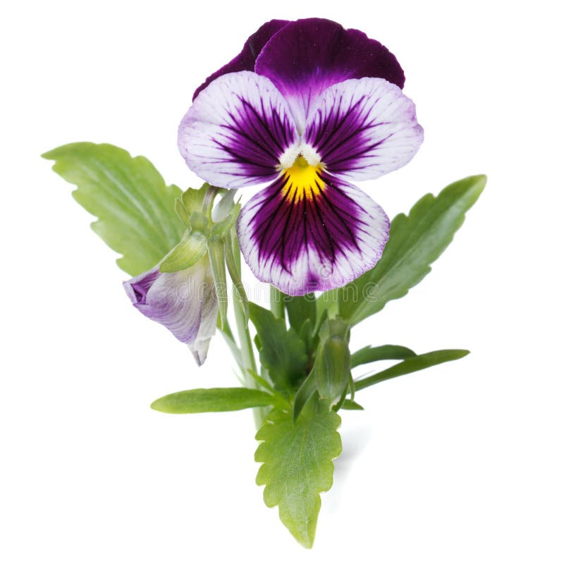 Blue Pansy with a Bud Close-up Isolated Stock Image - Image of blossom ...