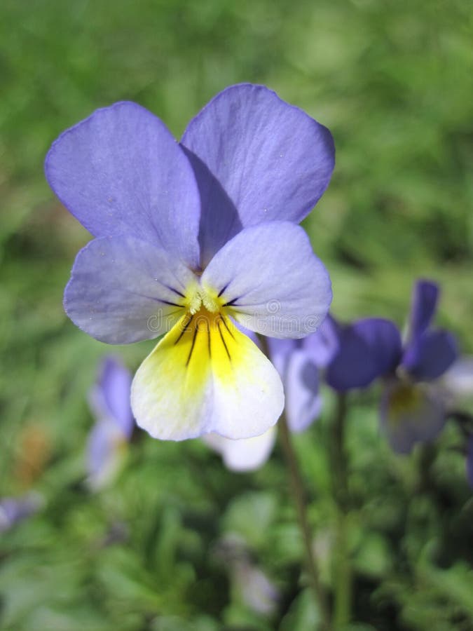 Blue pansy stock photo. Image of closeup, bloom, card - 34907574