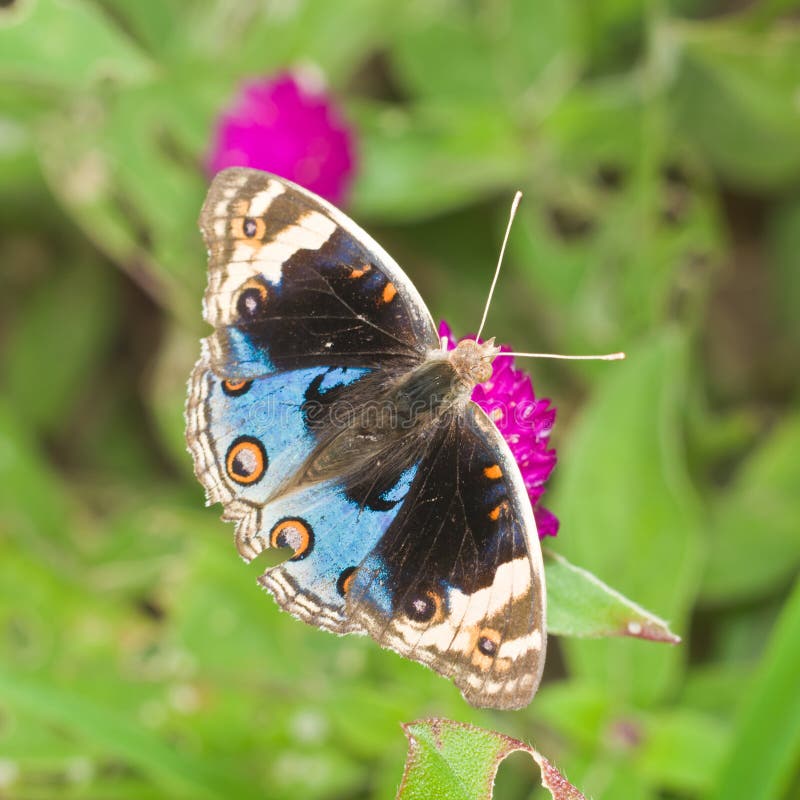 Blue Pansy (Junonia Orithya) Butterfly Closed-up Stock Image - Image of ...