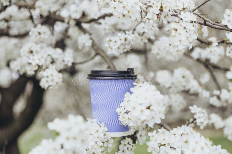 Blue Paper Cup on a Branch of a Blooming Spring Tree in the Garden ...