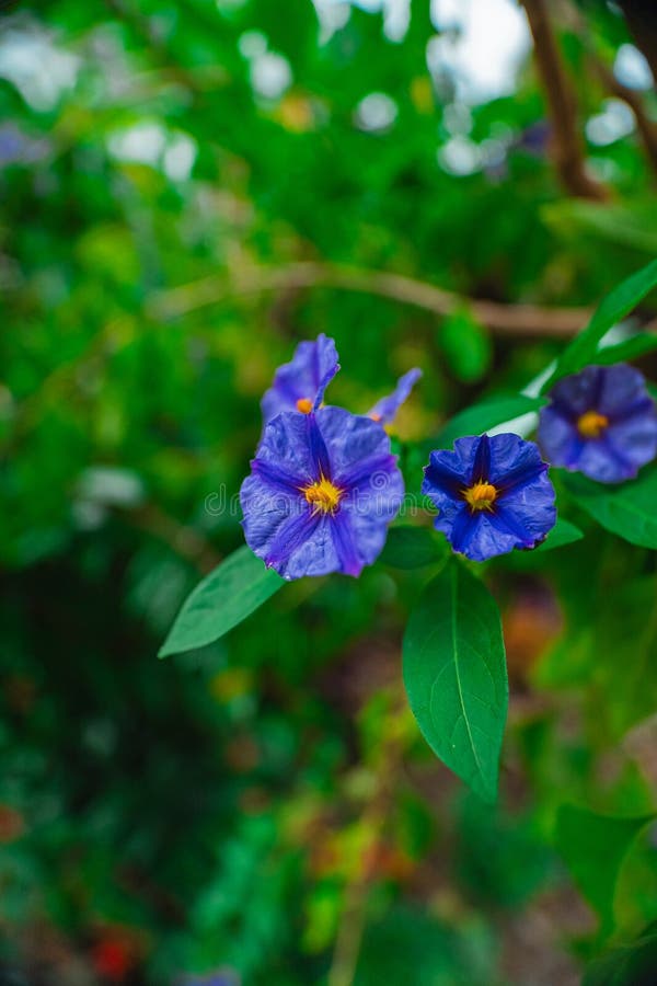 Blue Paraguay Nightshade Flower Blossom Stock Photo - Image of sphere ...