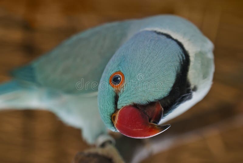 Inquisitive Blue Ring-necked Parakeet S Greeting Stock Image - Image of ...