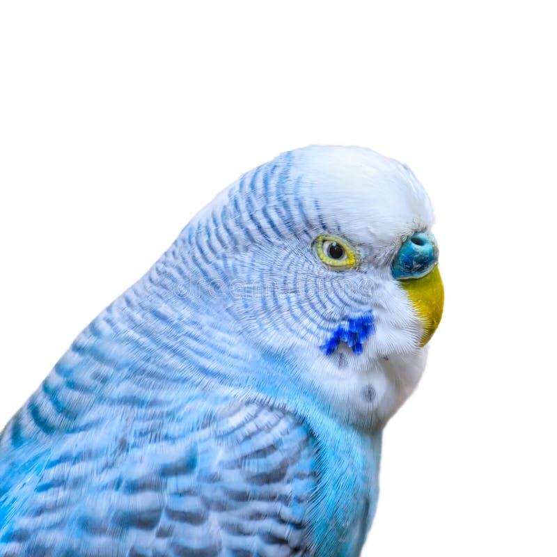 Blue Parakeet stock photo. Image of places, parrot, beauty - 32014768