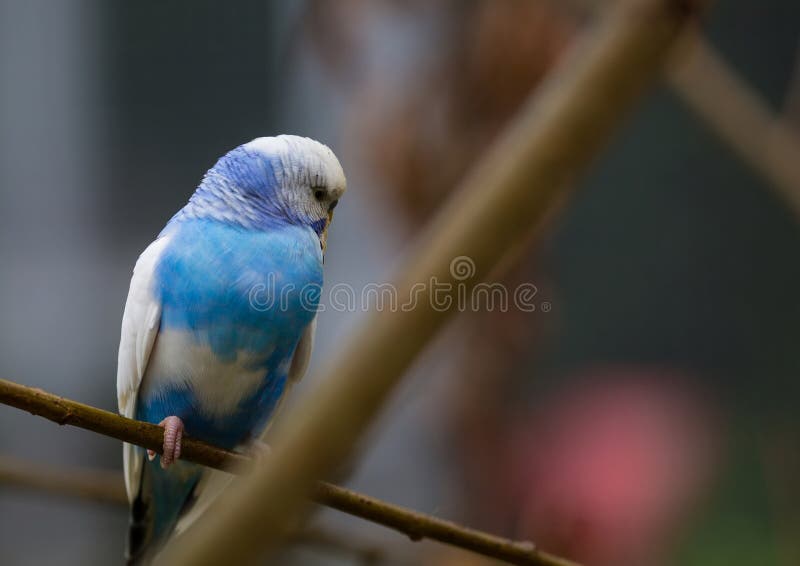 Blue parakeet stock image. Image of nature, birds, african - 26875769