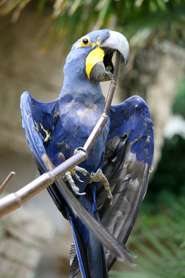 Blue Parrot stock image. Image of nature, beak, captivity - 10925411