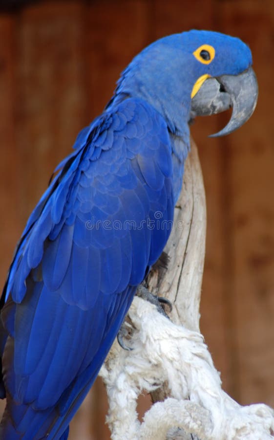 Blue Parrot stock photo. Image of feather, color, birds - 12201522
