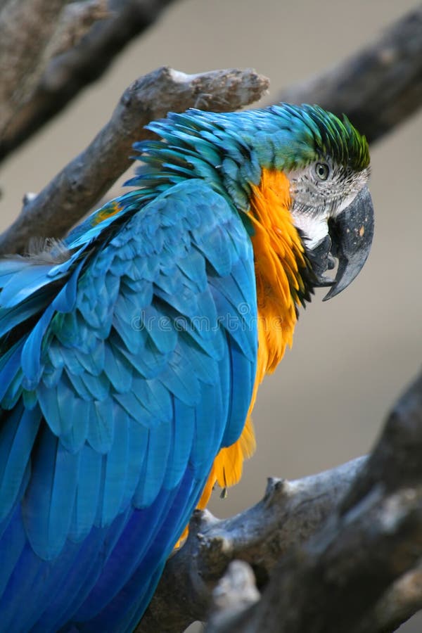 Capsulas magic stock photo. Image of couple, flashy, capricious - 1822578