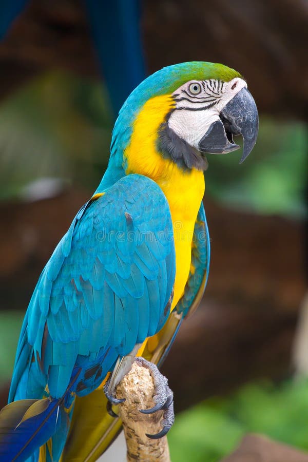 A blue parrot stock photo. Image of colorful, jungle - 15130740