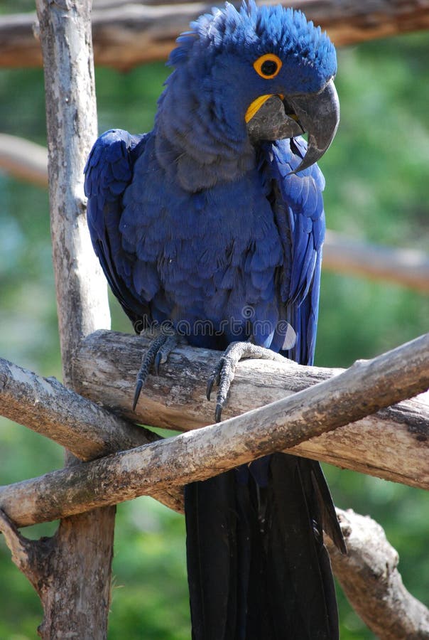 Blue Parrot stock image. Image of parrot, feathers, nature - 40202589