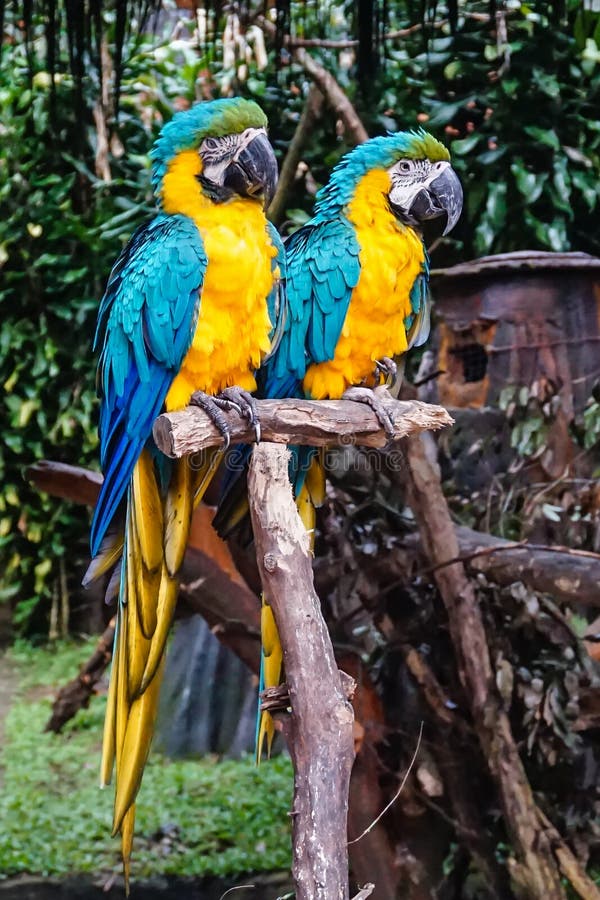 Blue Parrot Birds Sitting on a Log Wood Stock Photo - Image of ...
