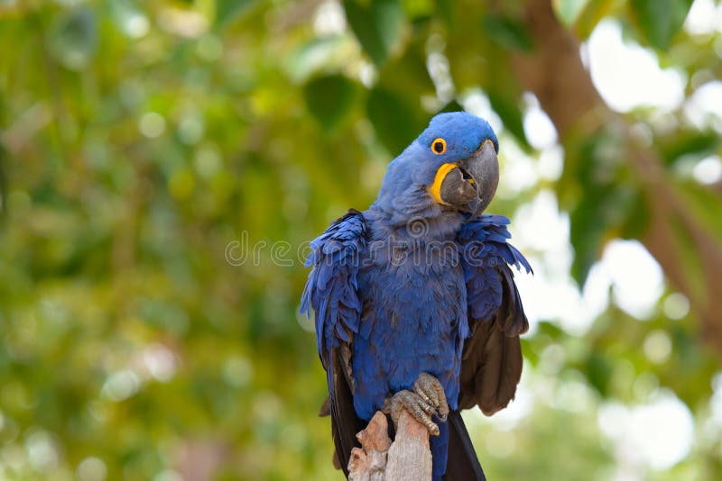 Blue parrot stock photo. Image of beak, parrot, yellow - 155445868