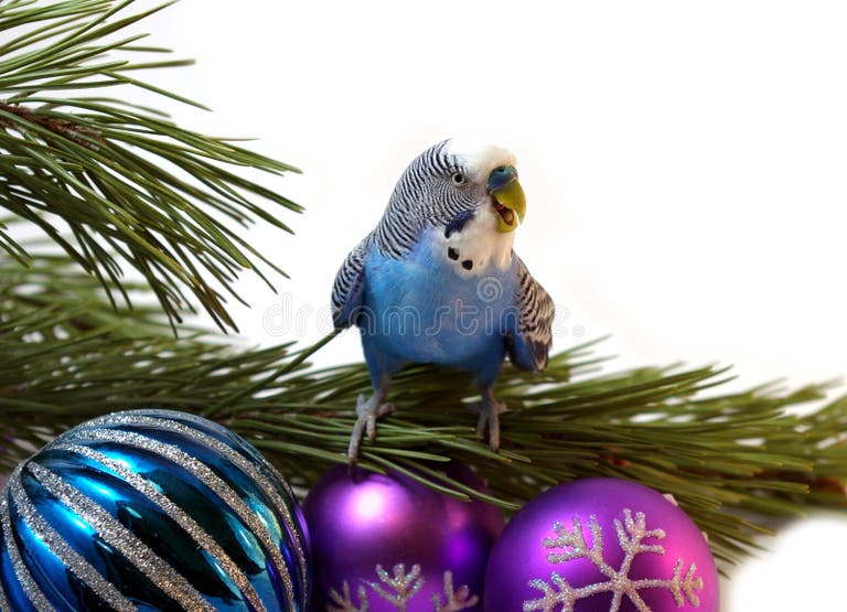 The Blue Parrot on Fir Tree, Christmas. Stock Image - Image of ...