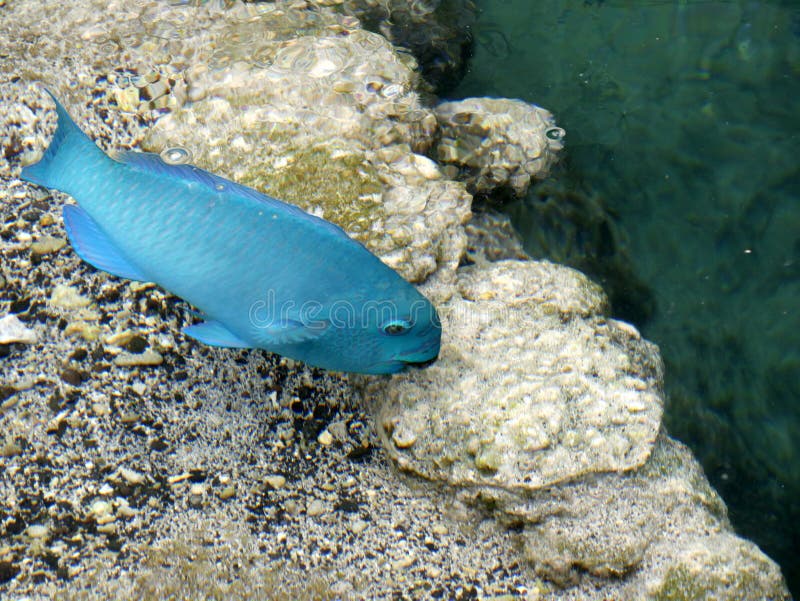 A Bright Blue Parrot Fish, Eating on Rock Stock Image - Image of ocean ...