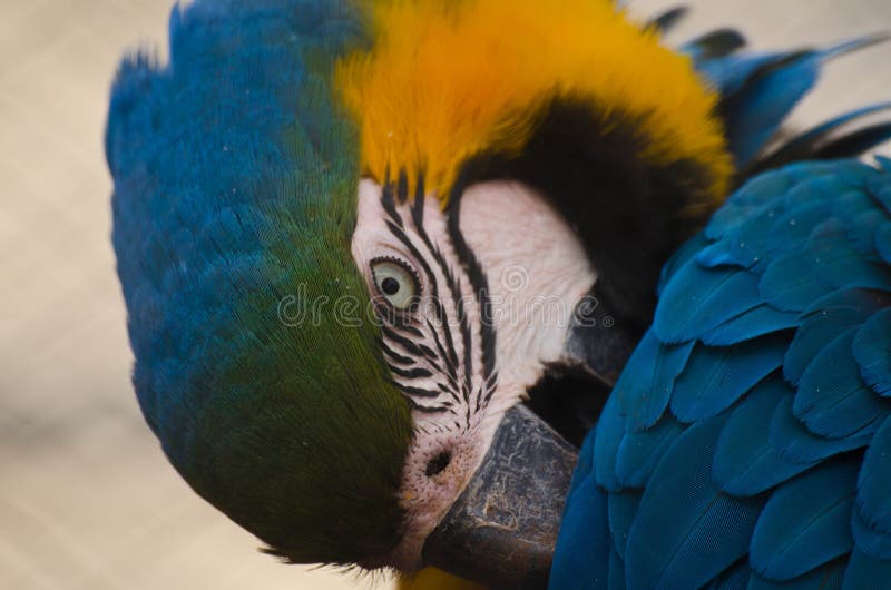 Blue parrot stock photo. Image of feathered, parrot, feathers - 48075550
