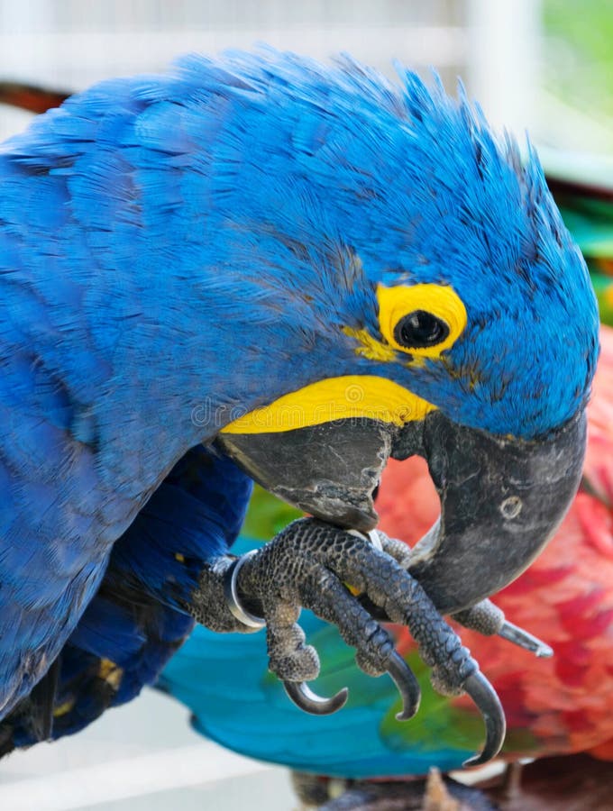 Blue parrot portrait stock photo. Image of exotic, portrait - 124491834