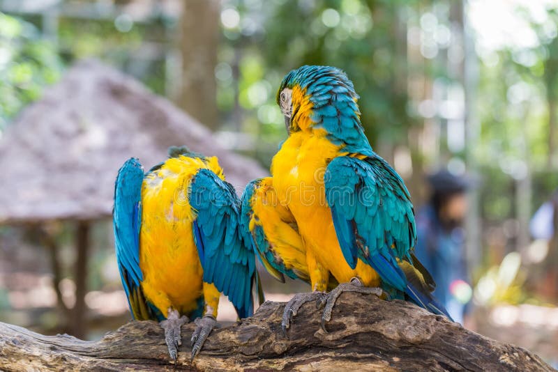 Blue Parrot Portrait with Yellow Neck in the Park Stock Image - Image ...