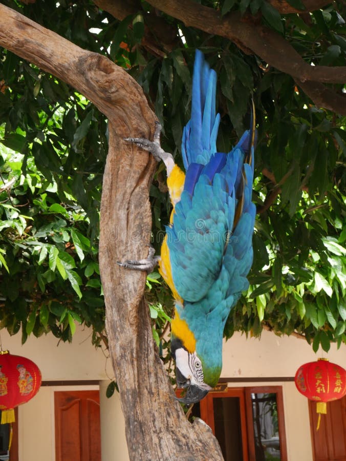 Blue Parrot Walk Down from Tree Stock Photo - Image of tree, parrot ...