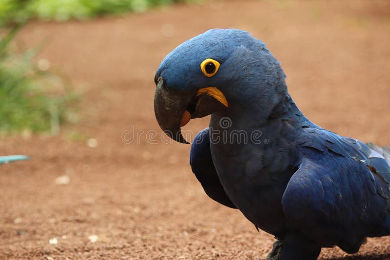 Parrot Walking And Dancing Over White Stock Photo - Image of white ...