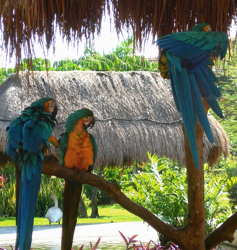 Blue parrots stock image. Image of life, beauty, peaceful - 6535047