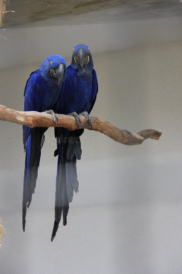 Blue parrots. stock image. Image of tree, beautiful, sitting - 54898531