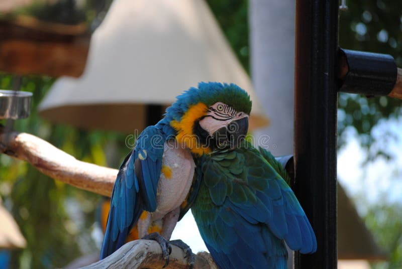 Parrots Hugging on Tree stock photo. Image of parrots - 95648694