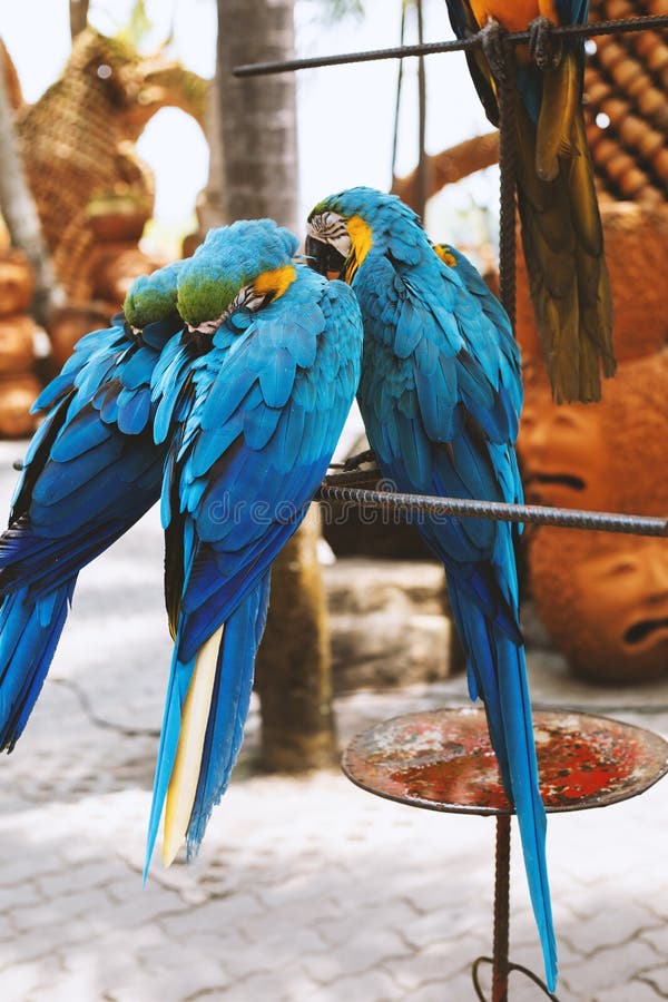 Blue parrots stock photo. Image of gold, colorful, bird - 144685092