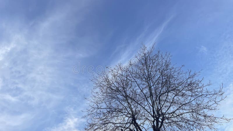 Blue Partly Cloudy Sky and Deciduous Tree in Winter Season. Stock Photo - Image of cloud, flower ...