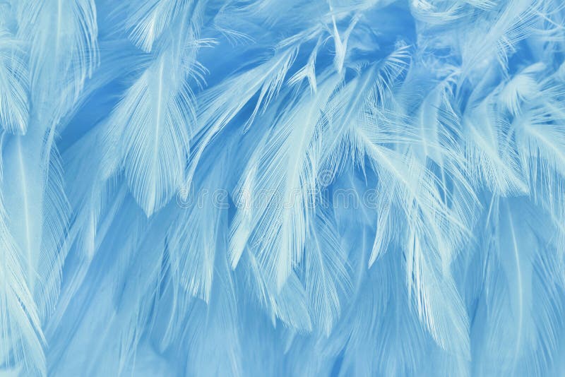Blue Pastel Bird Feathers Pattern Texture Background Stock Photo ...