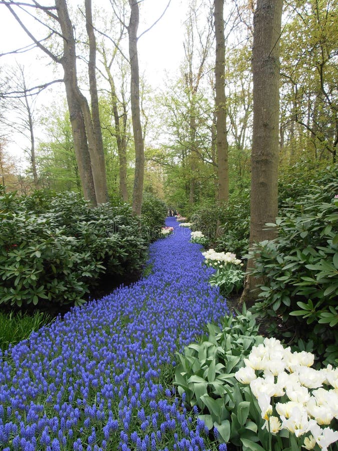 Blue path stock image. Image of botanic, flowers, tulips - 48010677