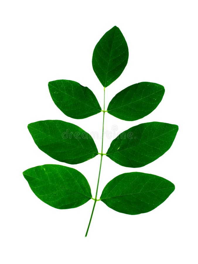 Blue Pea or Butterfly Pea stock image. Image of blue - 284474401