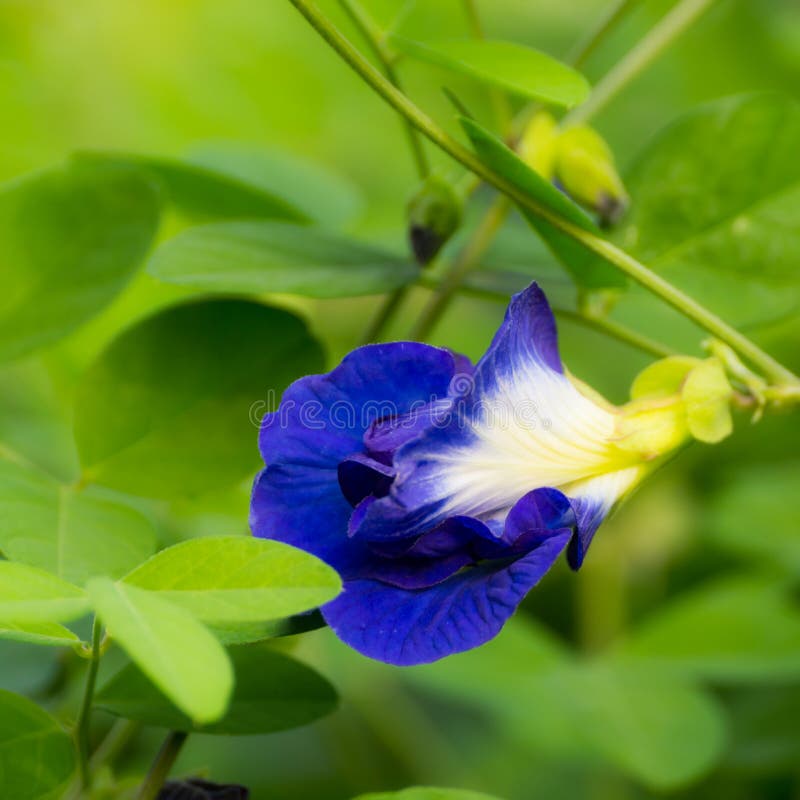 Blue pea stock photo. Image of purple, bloom, park, butterfly - 40066138