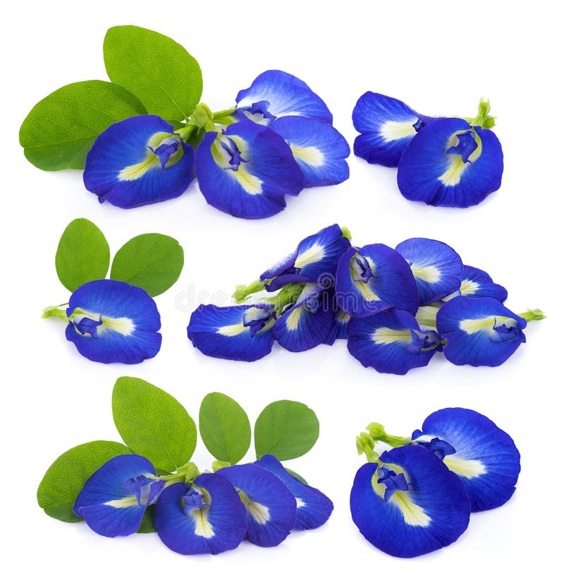 Blue Pea Flowers on White Background Stock Photo - Image of asia, color ...