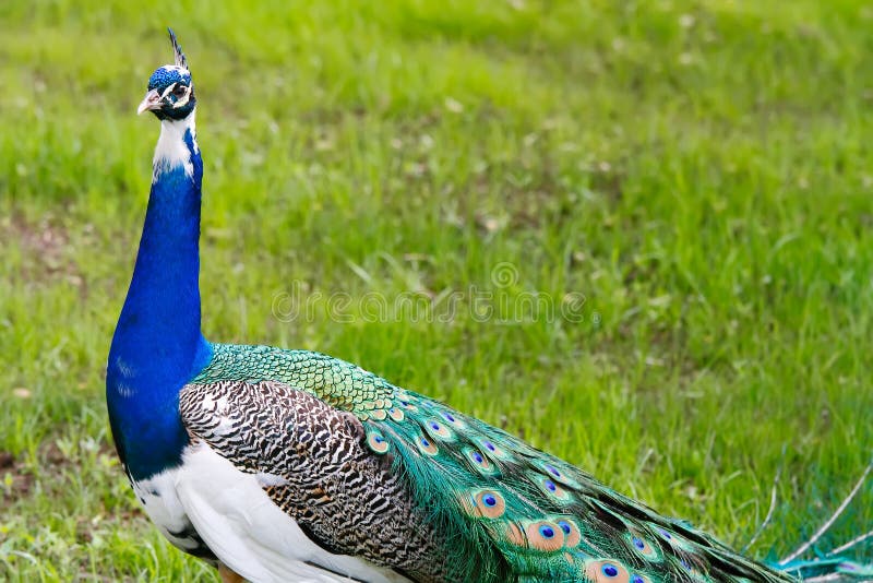 Blue peacock stock image. Image of animals, male, colored - 19403031