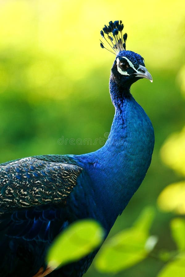 Blue peacock stock photo. Image of nature, beak, peacock - 26310512
