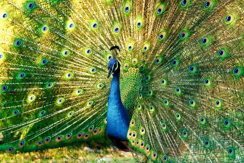 White peacock stock photo. Image of white, tranquil, animal - 14057722