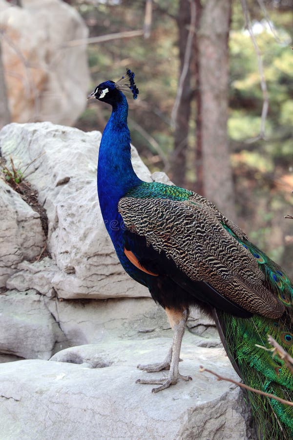 Blue peacock stock photo. Image of crest, natural, species - 27488650