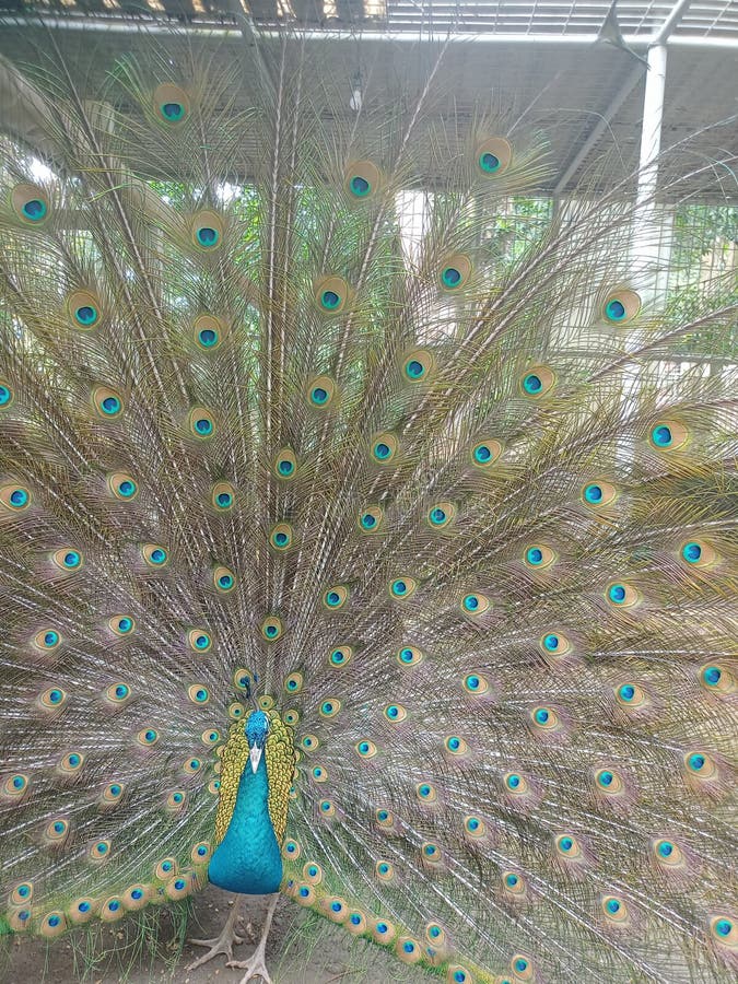 Blue Peacock, Beautiful Bird from Heaven Stock Image - Image of ...