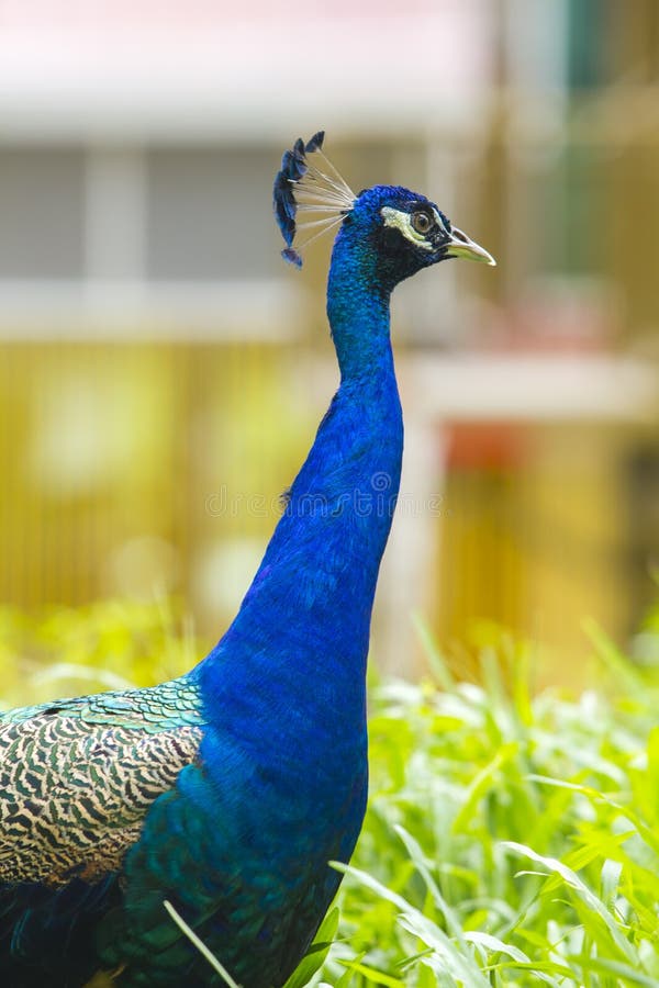 Blue peacock stock photo. Image of blue, showing, neck - 31695564