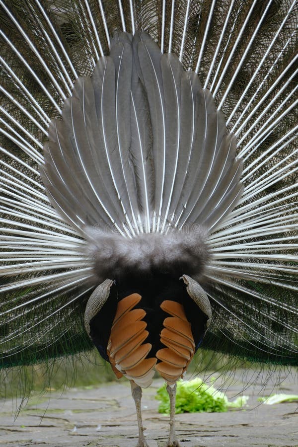 219 Peacock Rear View Stock Photos - Free & Royalty-Free Stock Photos ...