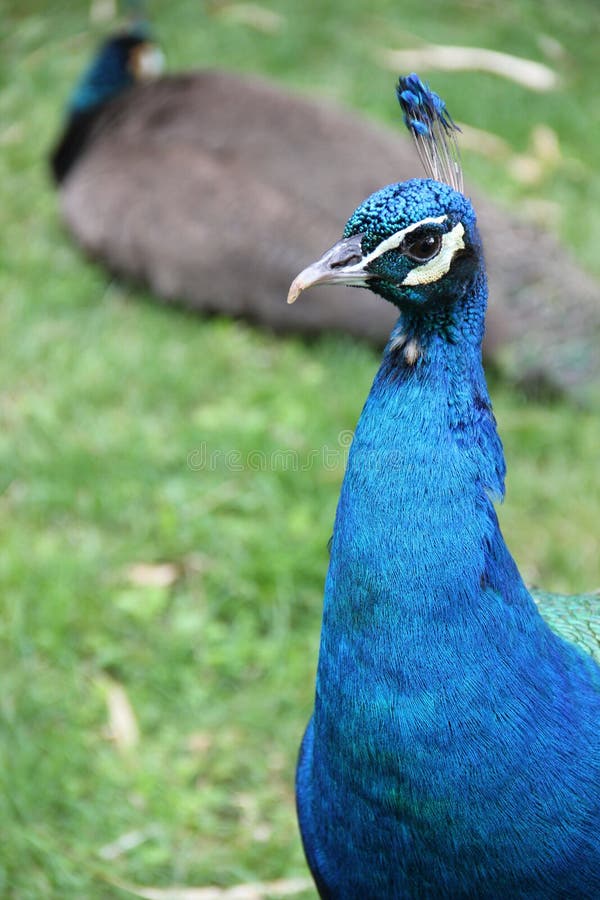 Blue Peacock stock image. Image of peacocks, bird, front - 30309941