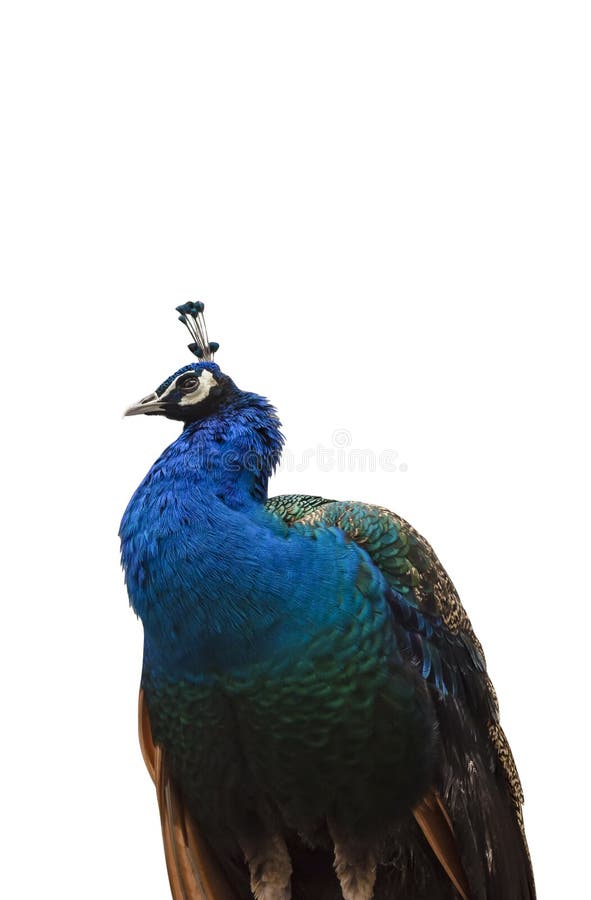 Peacock in Front of Abbey in Perth Scotland Stock Photo - Image of ...